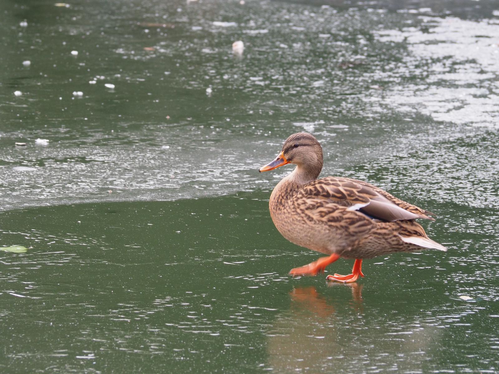 Valladolid bajo la nieve: recordamos la nevada de Filomena